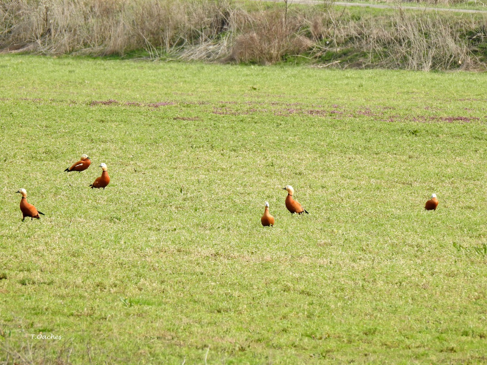 PASARI DIN ROMANIA: CALIFAR ROSU, Tadorna ferruginea