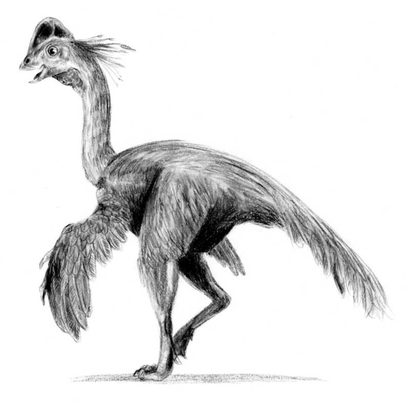 Ninjemys: Ojoraptorsaurus and Epichirostenotes - 2 new caenagnathid ...