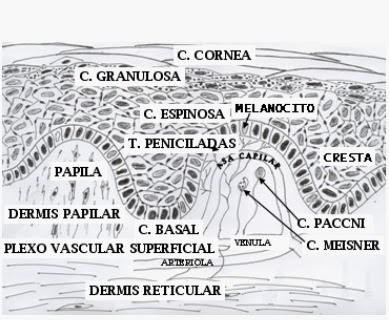 DERMATOLOGIA: UNIDAD I