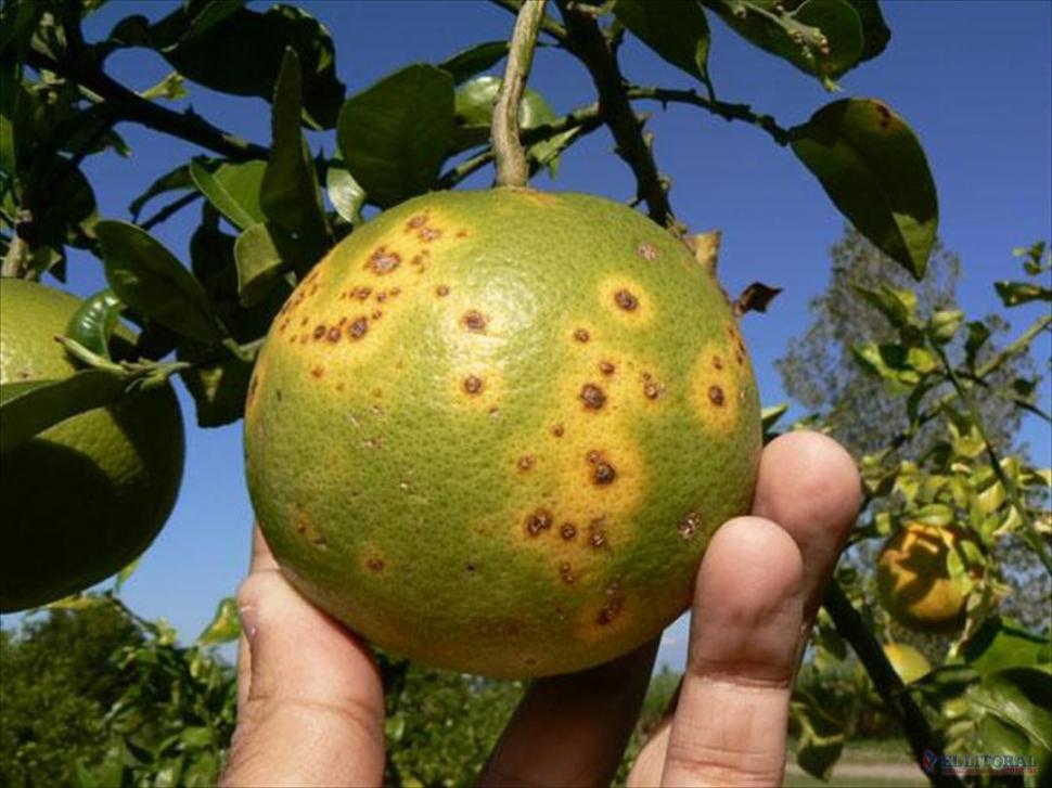 Agro Blog Huanglongbing De Los Cítricos “hlb” Candidatus Liberibacter