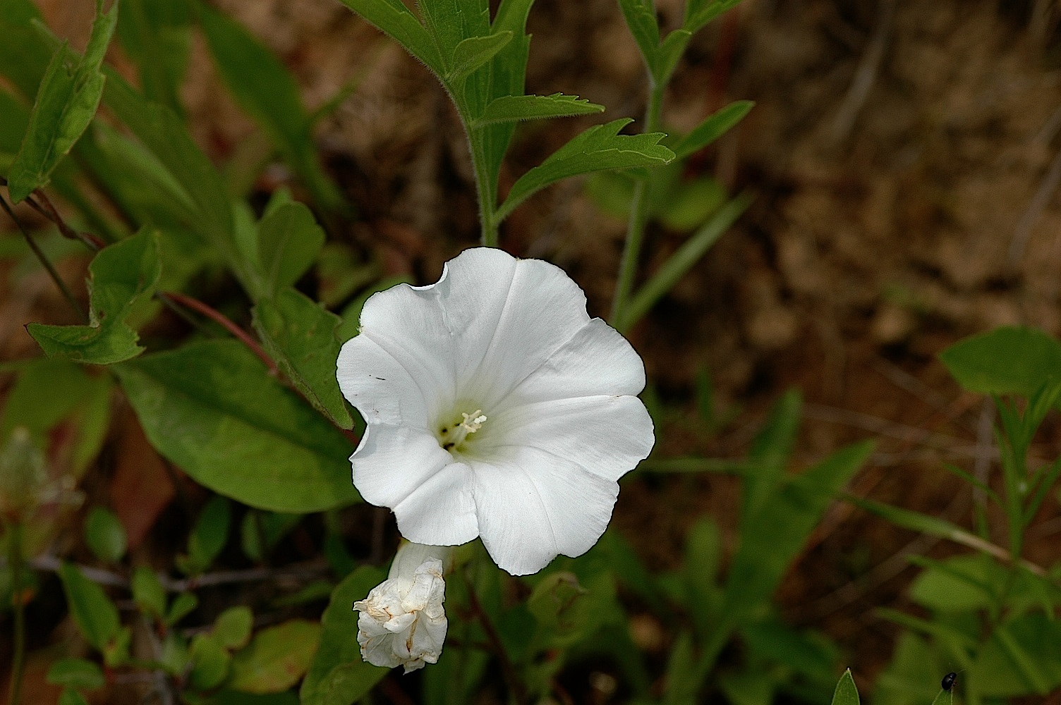 Field Biology in Southeastern Ohio: Early Summer Hiking