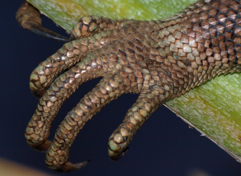 On the Particular Use of Particular Lizard Limbs: It's a Long Way Down