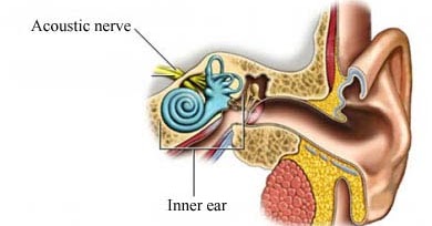 8VO PAR CRANEAL : NERVIO VESTIBULOCOCLEAR