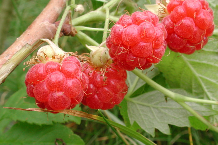 Escorniflaire: Que no ens donin aranyons per nabius!