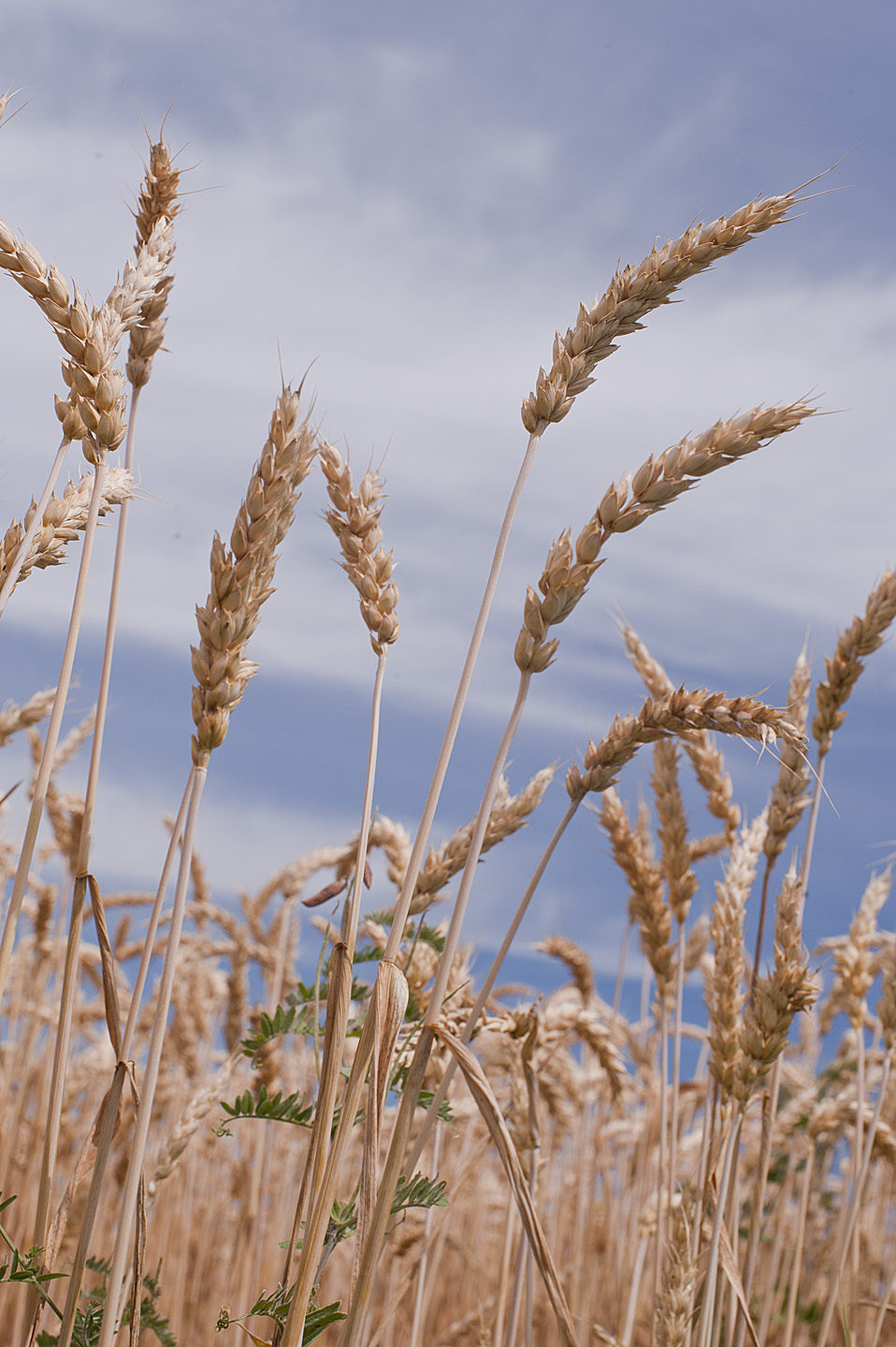 david leadbitter photography: Ontario's winter wheat