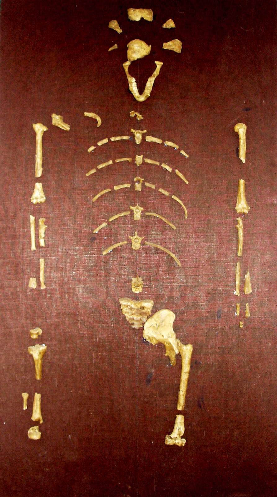 LA MIA PREISTORIA: LA MIA LUCY