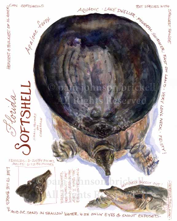 Turtle Tuesday - Florida Softshell - Pam Johnson Brickell