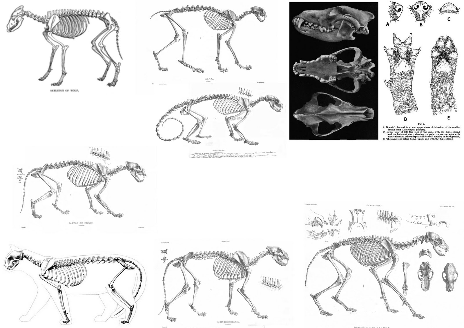 Creature Feature: Animal Bone Structure