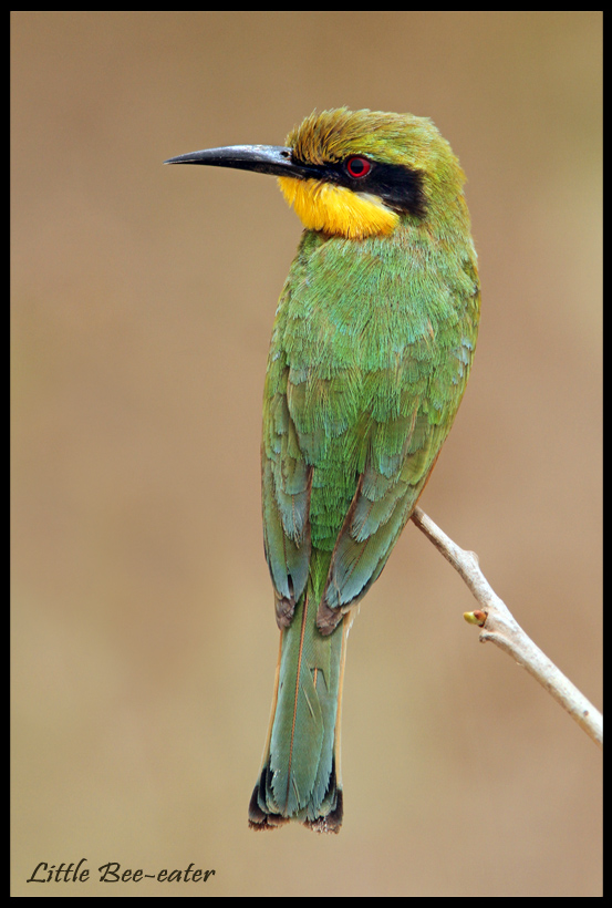 Banco de Imágenes Gratis: Las mejores fotografías de aves exóticas que ...