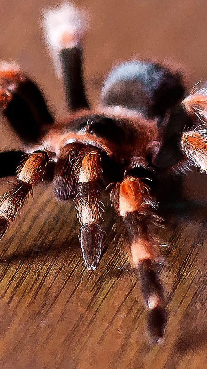 Happy APPS: Tarantula Live Wallpaper