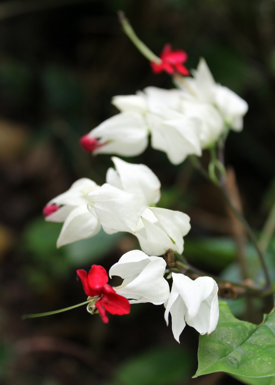 Wilde in the Kitchen: Thai Chicken Curry