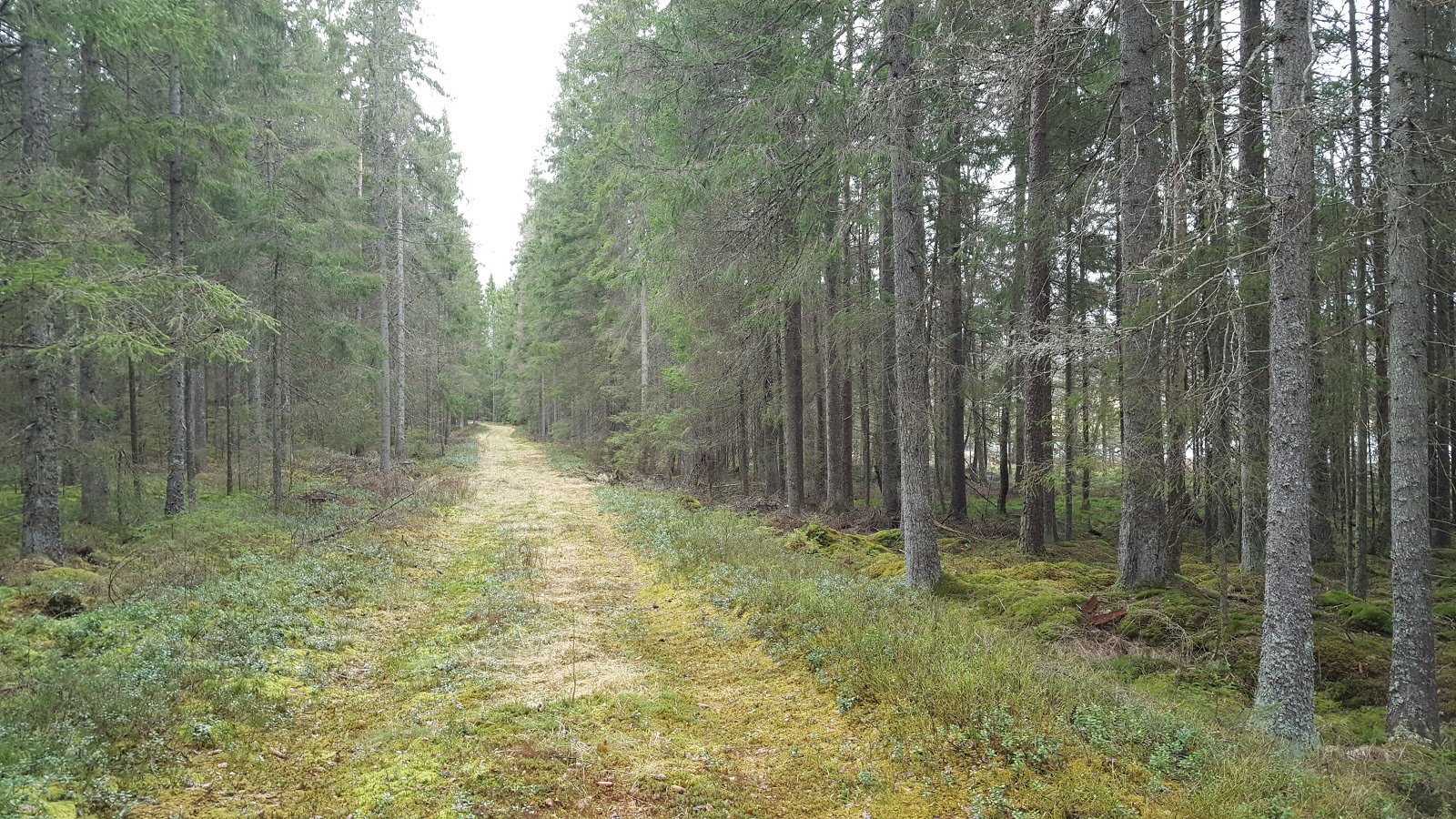 Cesar and The Woods: Cesar's Guide to The Ed Loop