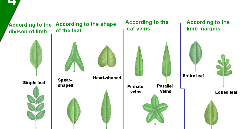 Biology and Geology 1: Stems and leaves