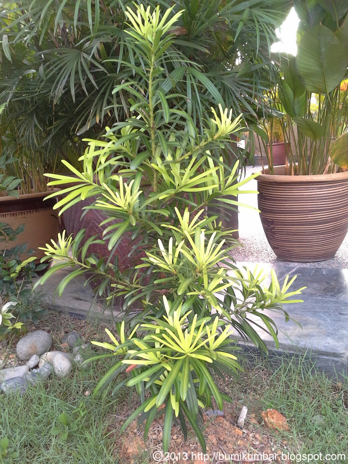 our passion I our career I our business: Podocarpus macrophyllus