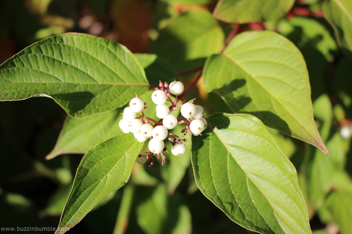 BuzzinBumble: A Fond Farewell to Fall