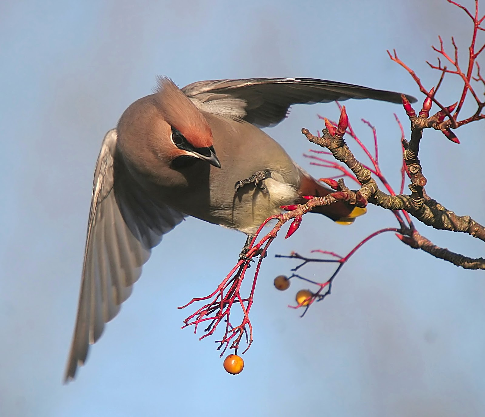 MONTGOMERYSHIRE BIRDS: November 2012