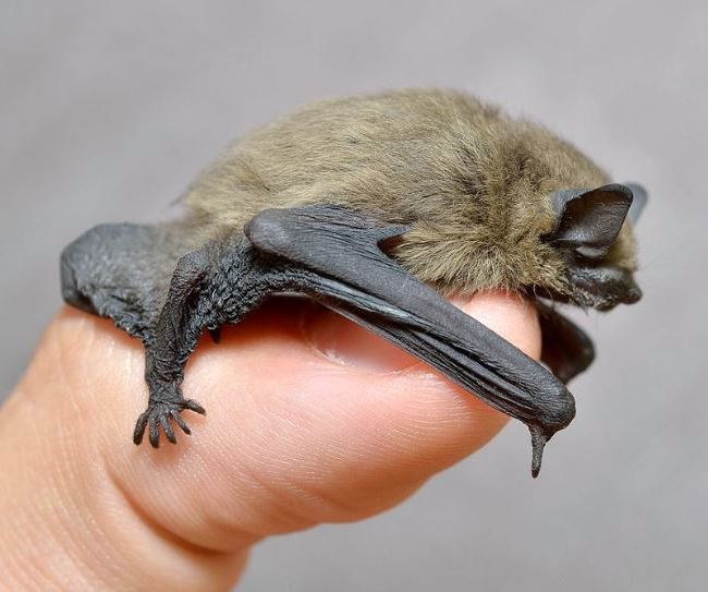 Info on Bats | Microbat Girl Joanna Haddock