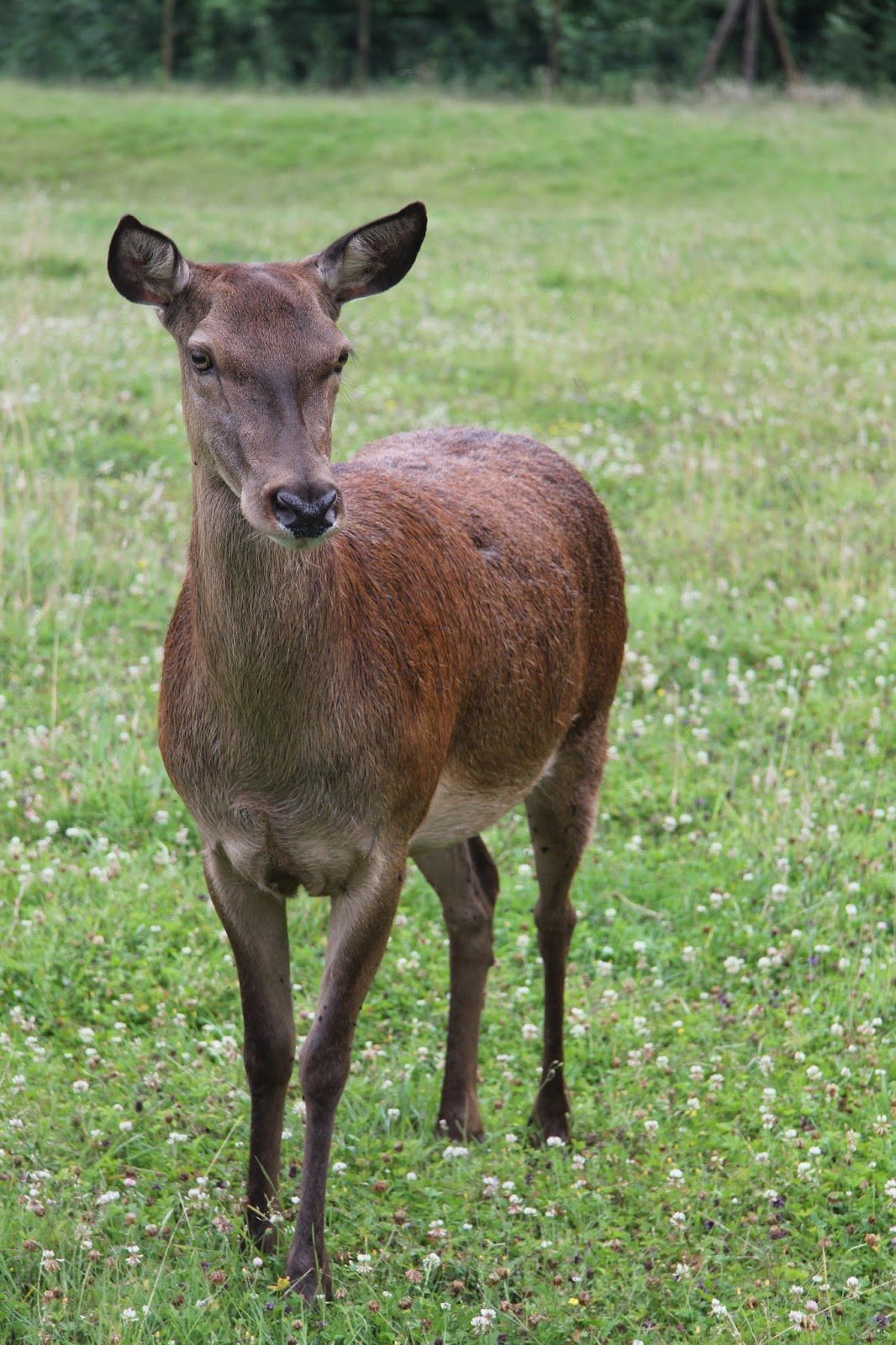 LA GAZETTE DE BIBI: LES BICHES