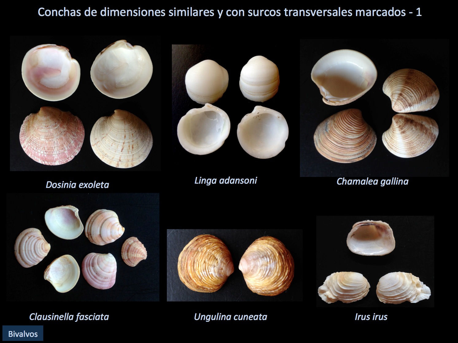 Acta Naturalis Scientia: Bivalvos
