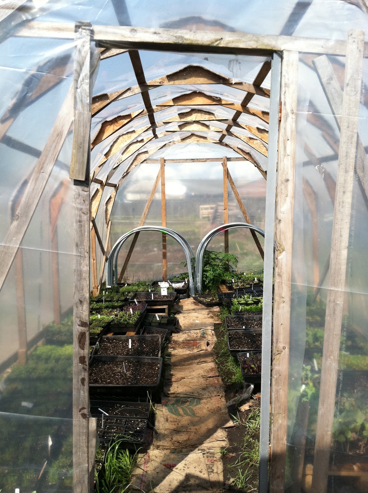 Growing strong at Marra Farm - Solid Ground