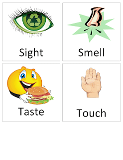 First Grade Magic: Which Sense Makes Sense? Freebie