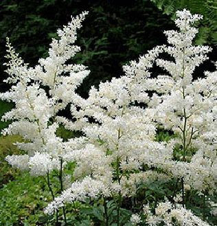 Flowers Land: Astilbe White