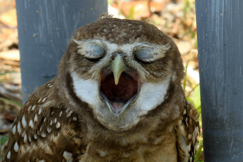 Wings & Wildflowers: Burrowing Owls - the chicks