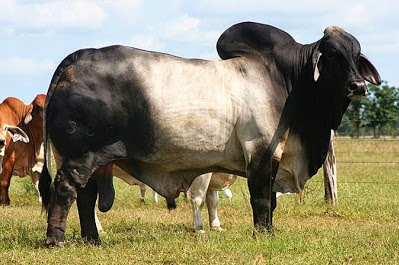 Potensi Sapi Belgian Blue, American Brahman dan Nellore - Elinotes ...