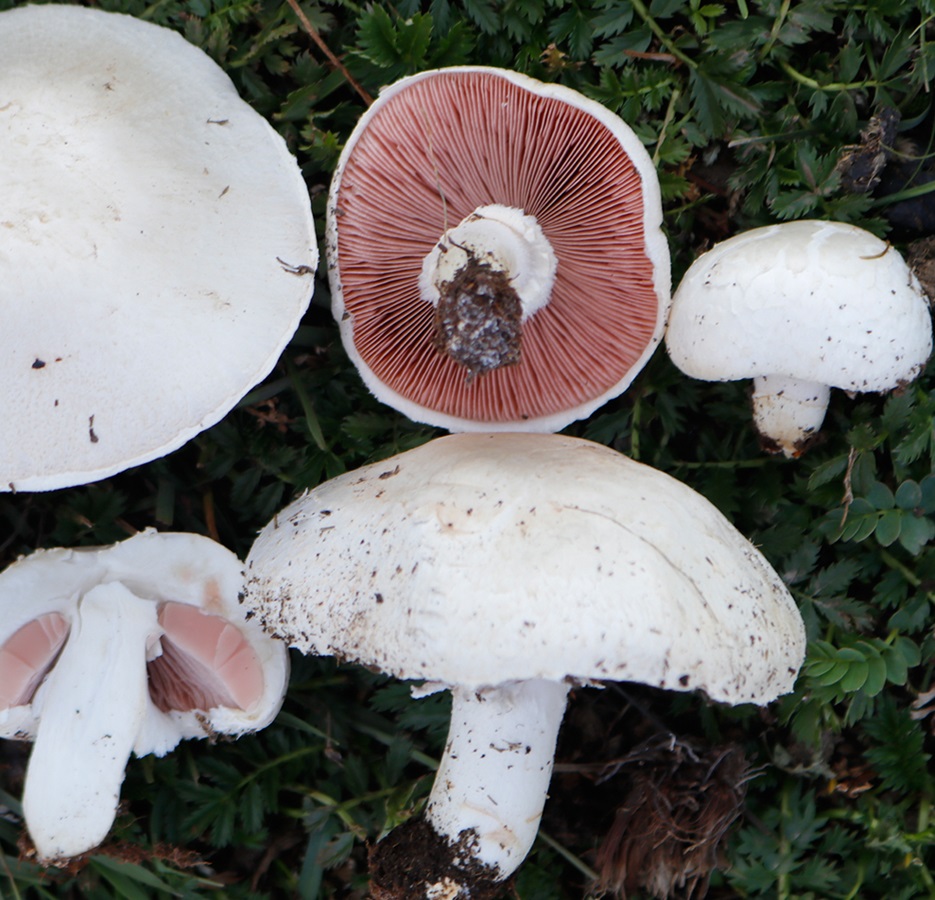 Species New to Science: [Fungi • 2020] Species of Agaricus section ...