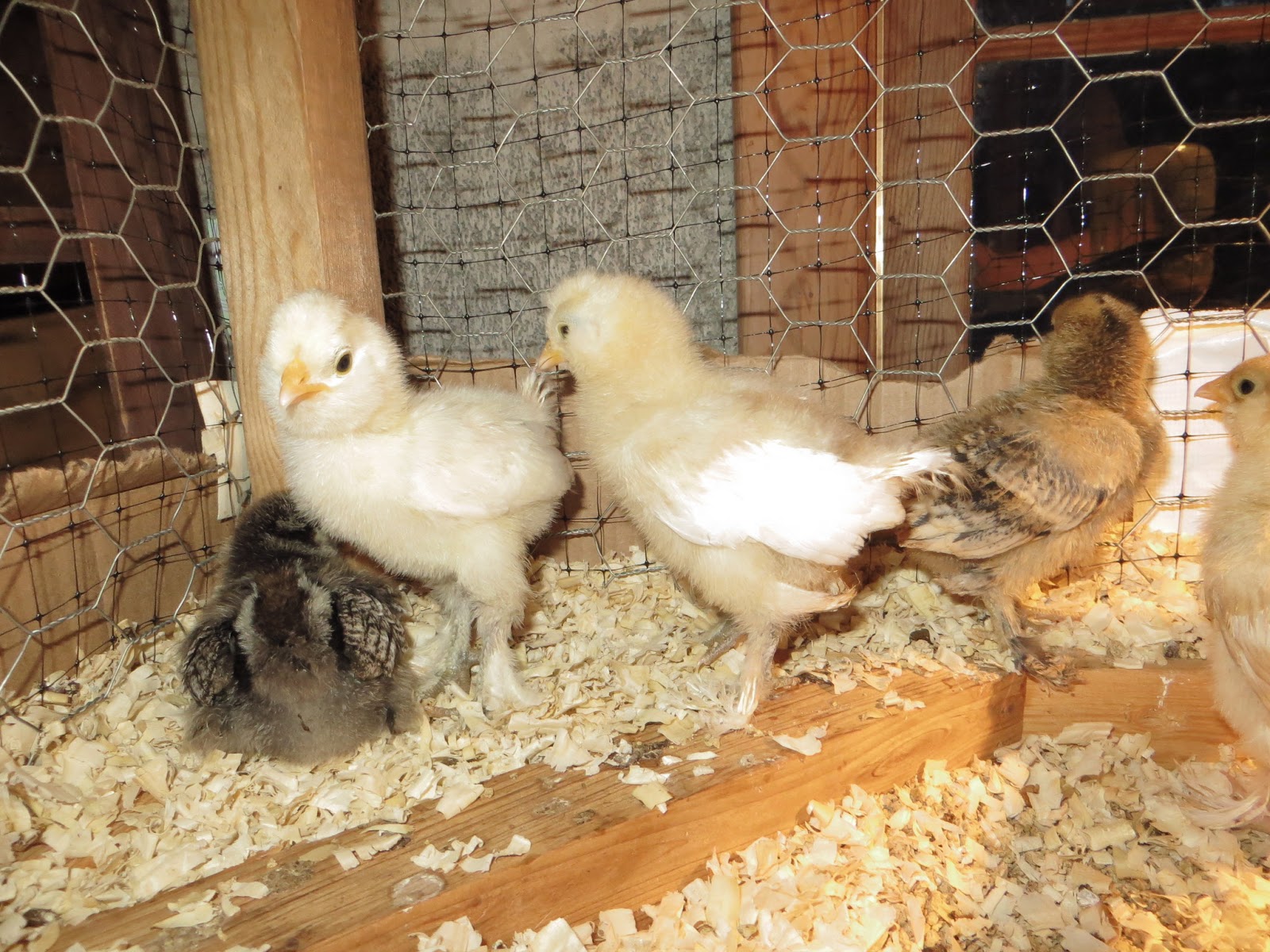Feather Feet & Vulture Hocks: Chick Progression - The Sultans
