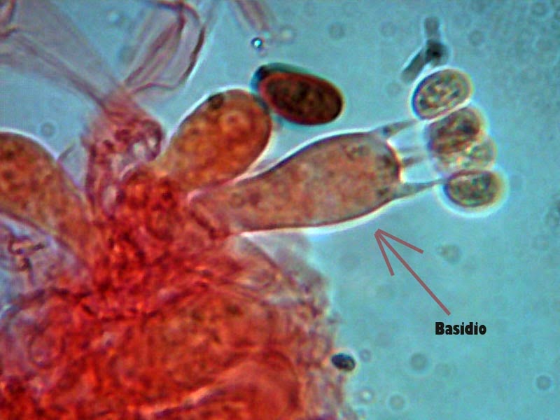 Ciencias de Joseleg: 8 REPRODUCCIÓN Y CICLO DE VIDA DE LOS BASIDIOMICETOS