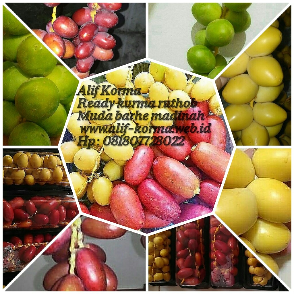 ALIF KORMA: KHASIAT SERBUK KURMA MUDA