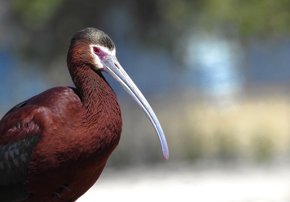 BC Rare Bird Alert: RBA: WHITE-FACED IBIS in Kelowna and Cranbrook ...