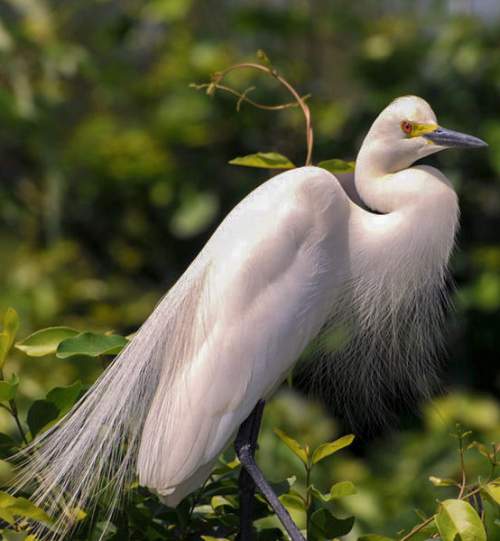 Intermediate egret images | Birds of India | Bird World