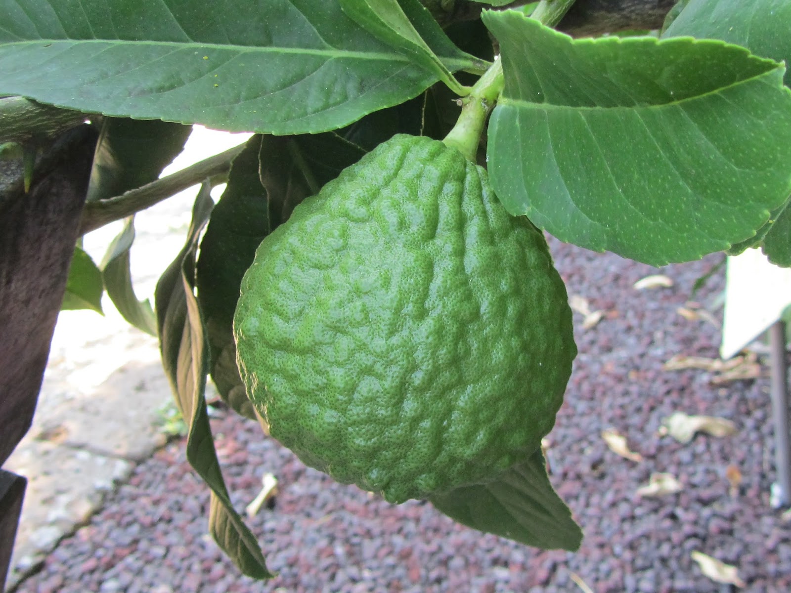 Cedro (Citrus medica), il Progenitore di Molti Agrumi - Coltivazione e ...
