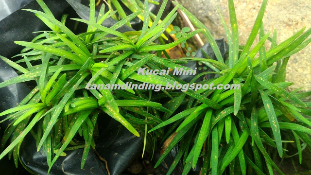 VERTICAL GARDEN JAKARTA : 18 TANAMAN HIAS UNTUK VERTIKAL GARDEN