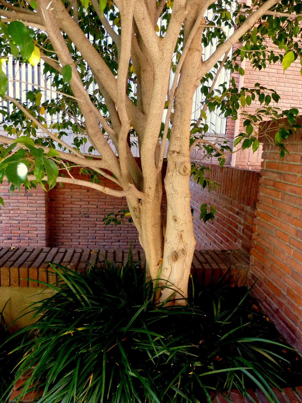 Árboles con alma: Ficus Benjamina. Matapalo. (Ficus benjamina)