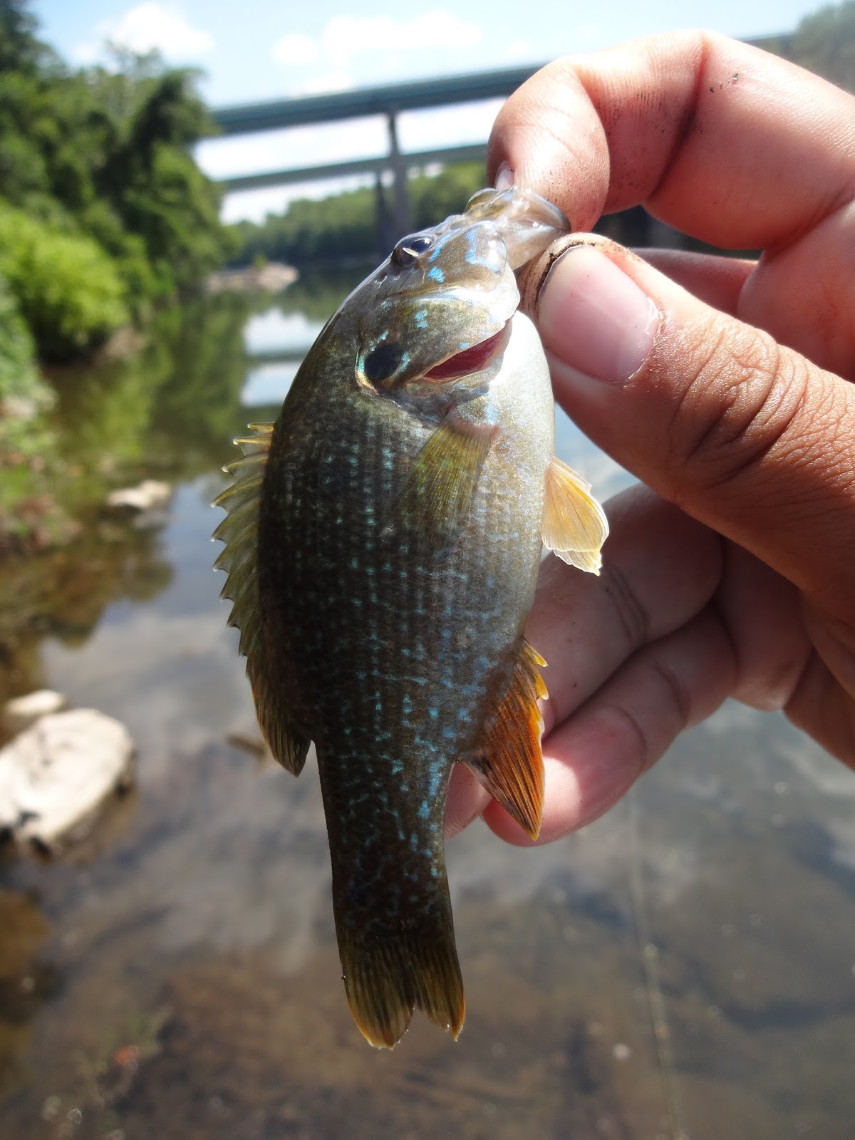 Extreme Philly Fishing: July Fishing Sessions: 07/25 - Fishing the ...