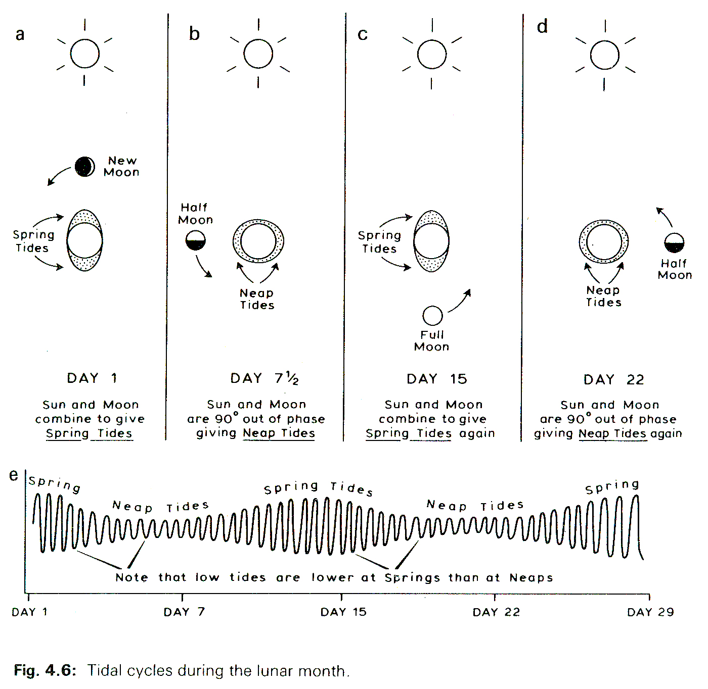Pasang Surut atau Tidal : Penyebab, Kurva Pasang Surut, Jenis dan ...