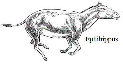 Evolution of horses ♥: May 2013