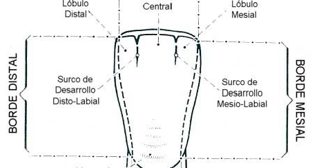 ODONTO FORENS: FORMA GEOMÉTRICA DE LOS DIENTES