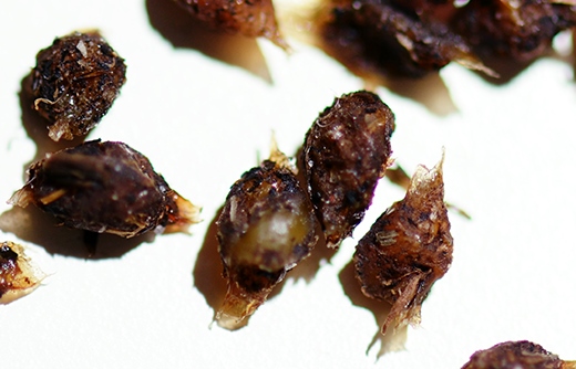 Cacing African Nightcrawler | Cacing terbaik untuk vermicompost | MeeString