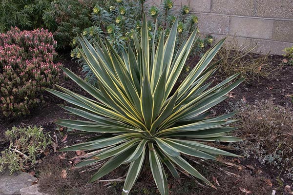 PlantWerkz: Spanish Dagger - Yucca Gloriosa