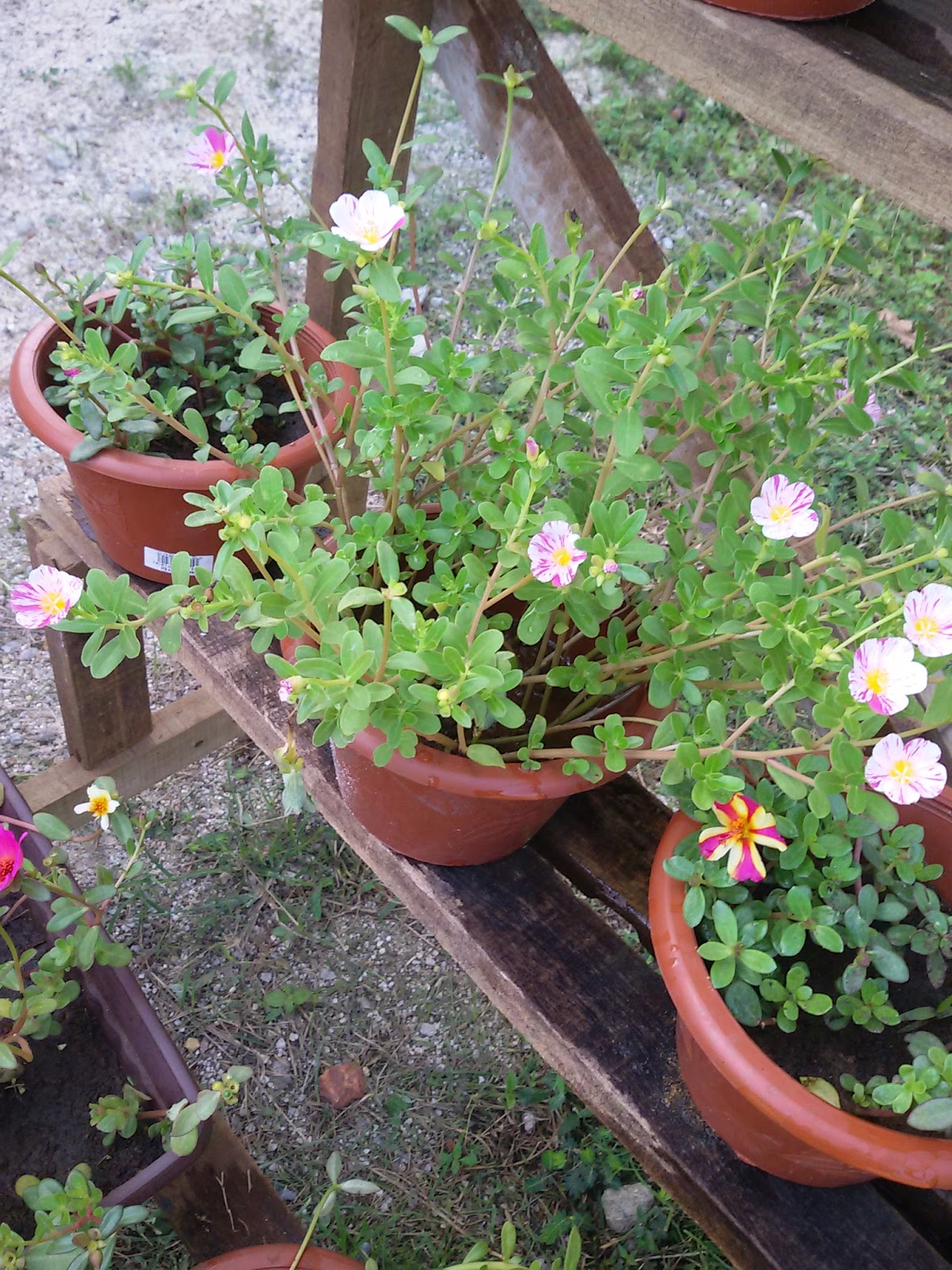 HOBI BARU 2017: TANAM POKOK BUNGA