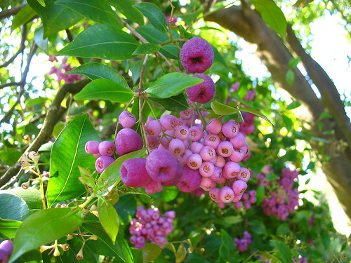 Fruit Warehouse: Lilly Pilly ( Acmena smithii, Eugenia smithii )