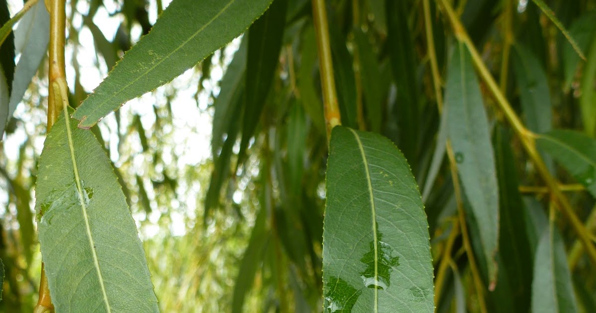 Hoja Subulada (subulata) - Botánica integra