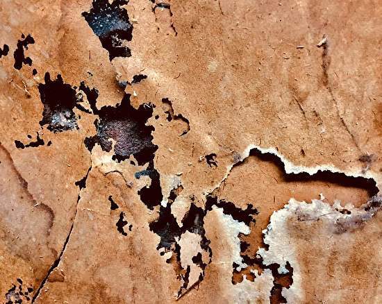 Still Life Artists International: Fine Art Photography,Still Life "Torn ...