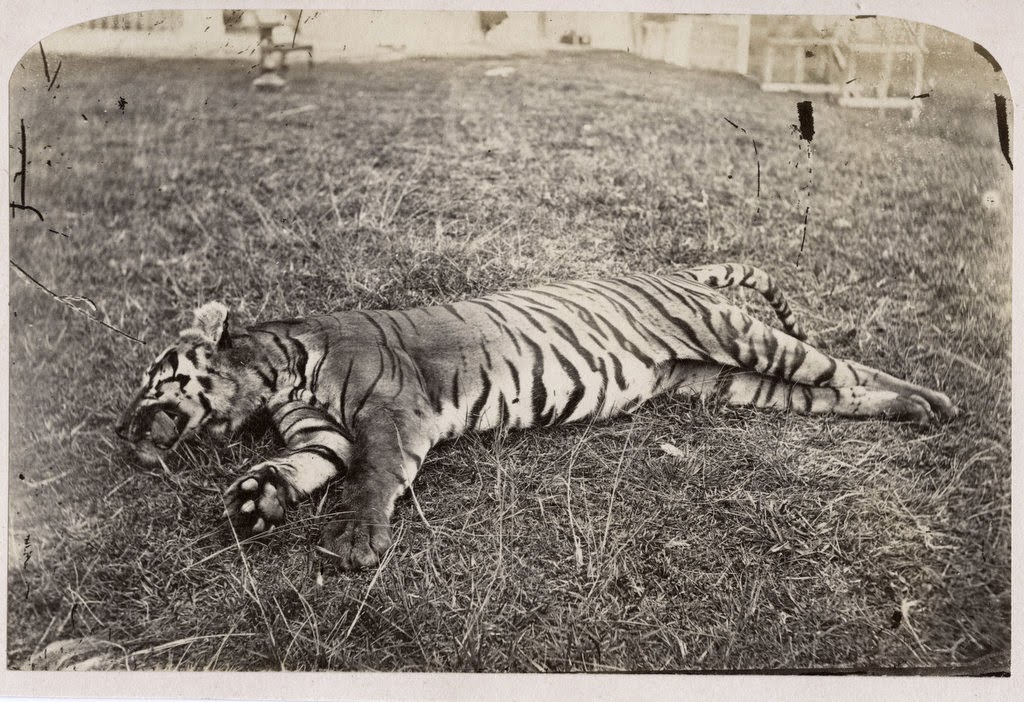 Dead Tiger - India c1880's - Old Indian Photos