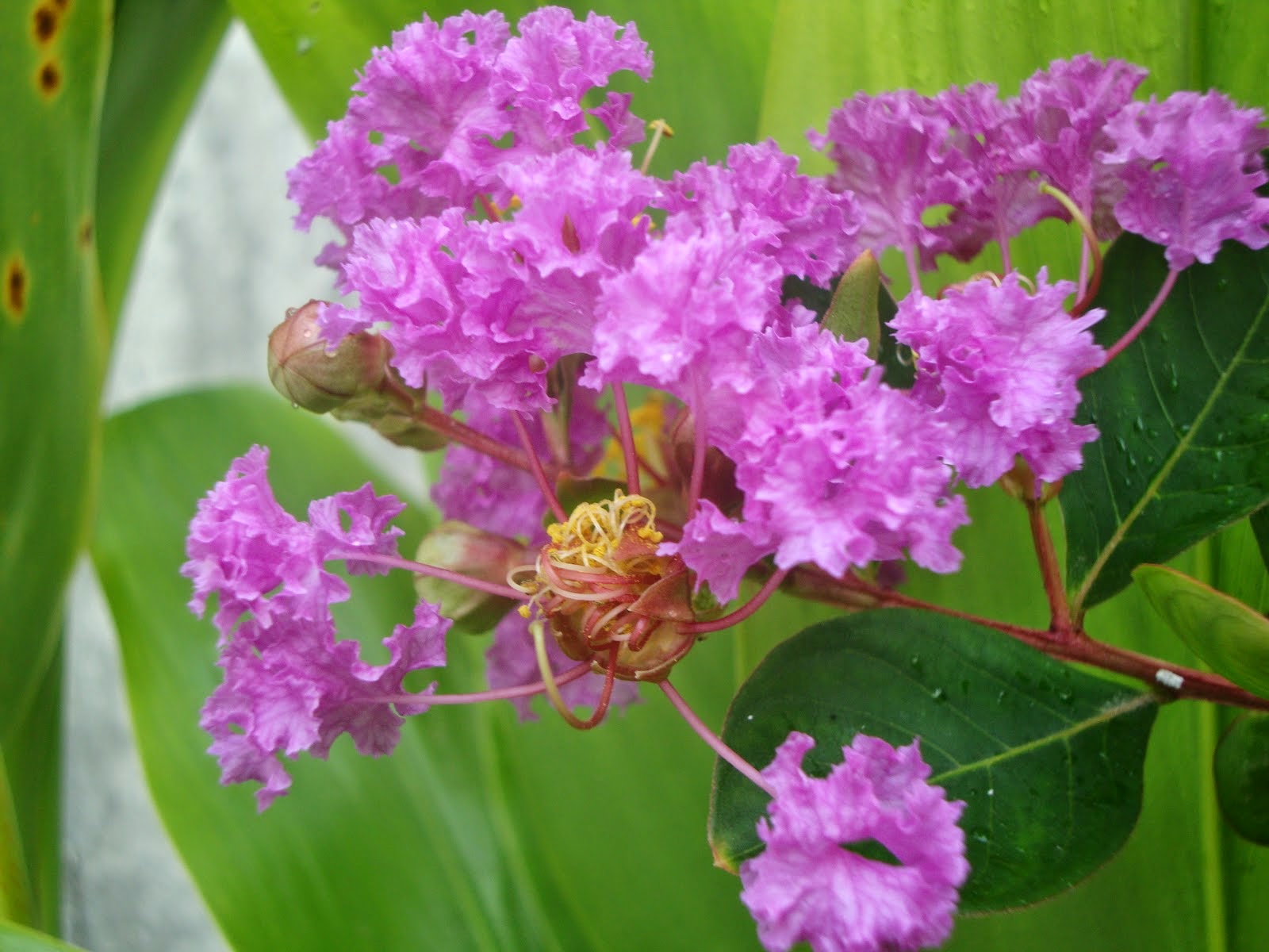El Jardinero, plantas y flores: Árbol de la flor blanca de Júpiter