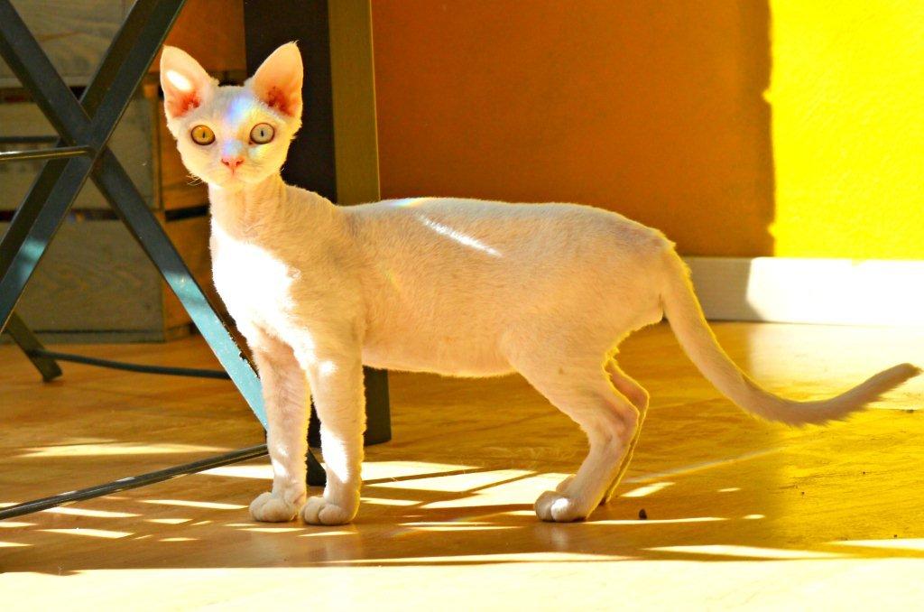 Life with a Devon Rex